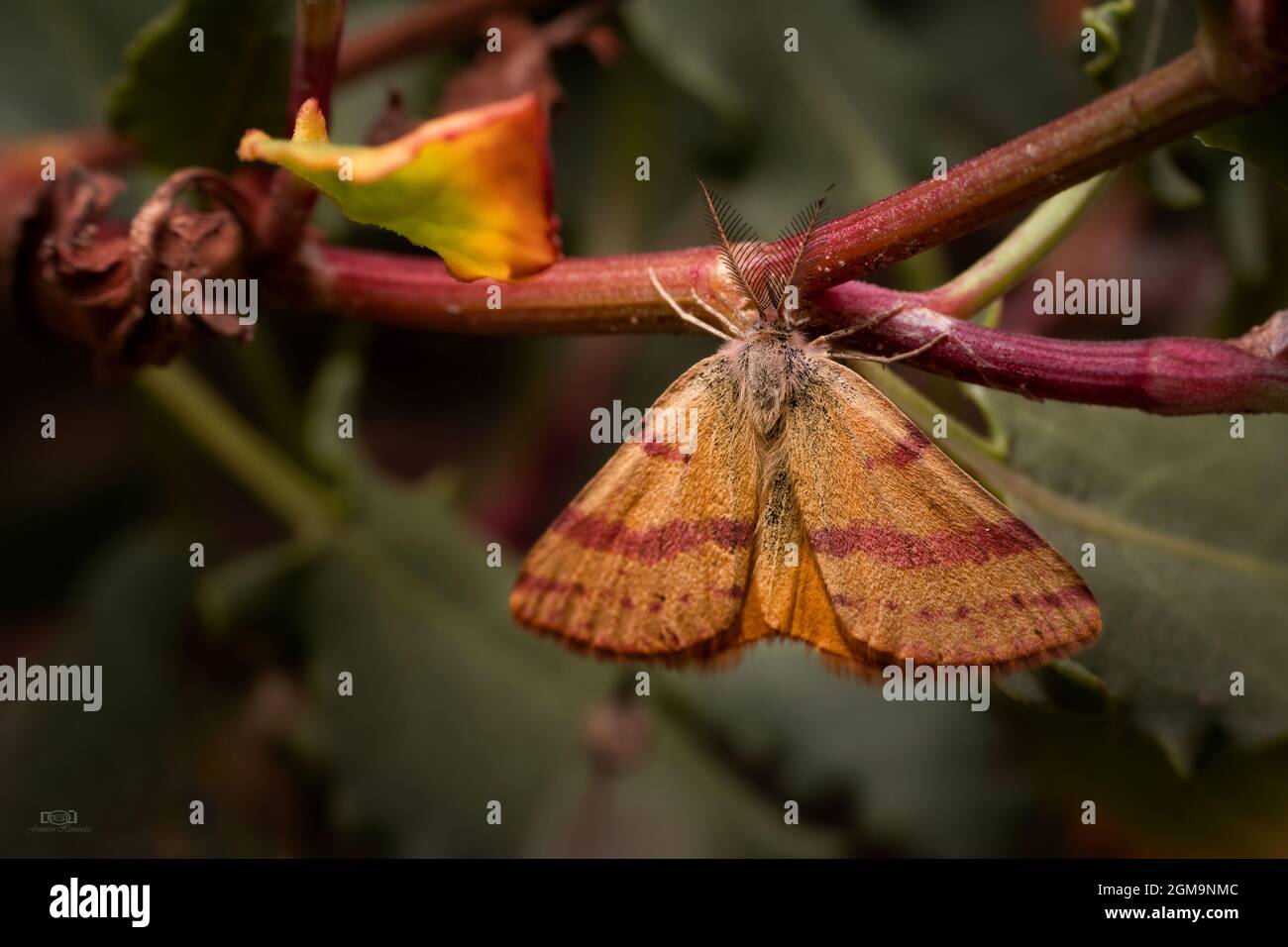 Macro of a purple-barred yellow moth (Lythria purpuraria) on the branch ...