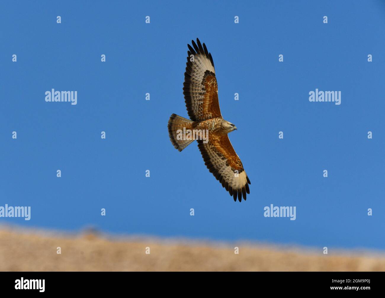 Steppe buzzard in flight hi-res stock photography and images - Alamy