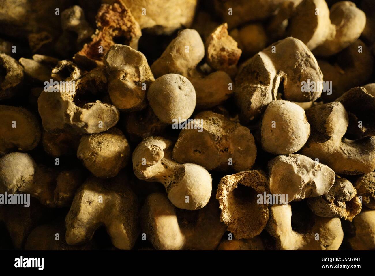 Stacked up bones hi-res stock photography and images - Alamy