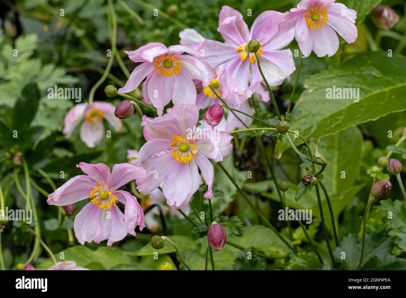 Cluster of pale pink Anemone x hybrida Lady Gilmour flowers in summer ...