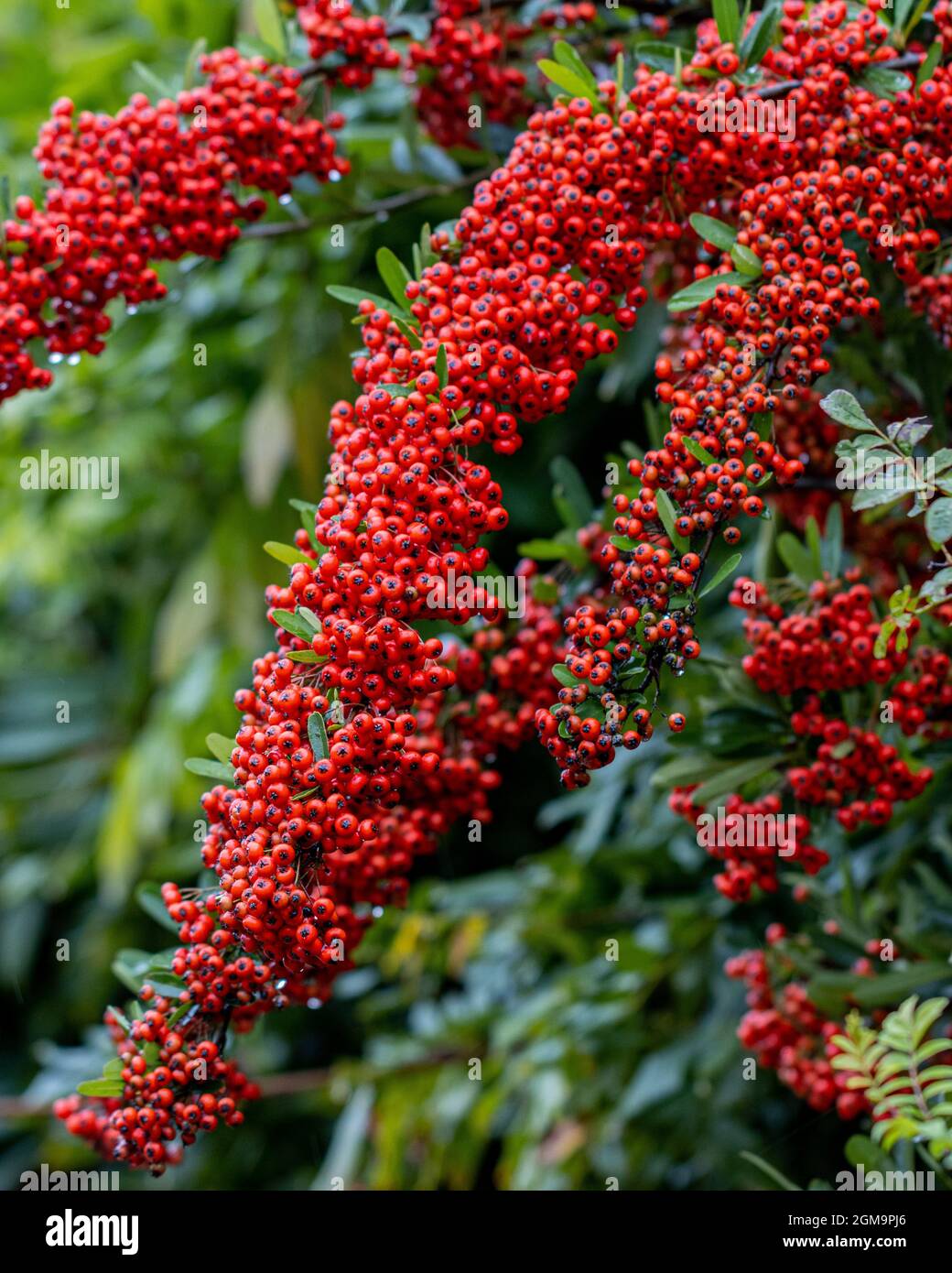 Pyracantha koizumii Victory berries in late summer Stock Photo - Alamy