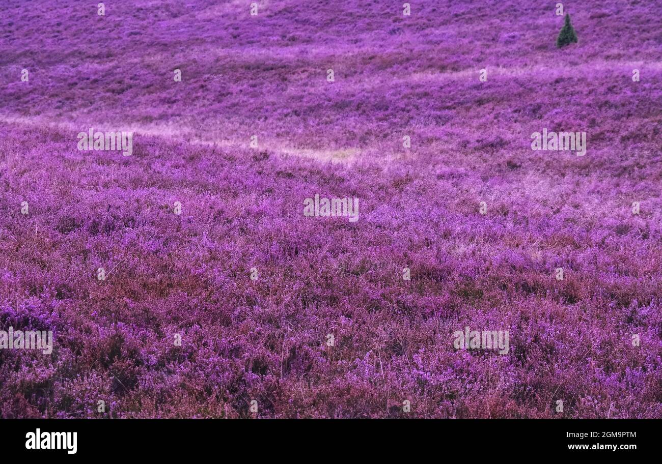 Colorful pink blooming heather landscape Stock Photo - Alamy