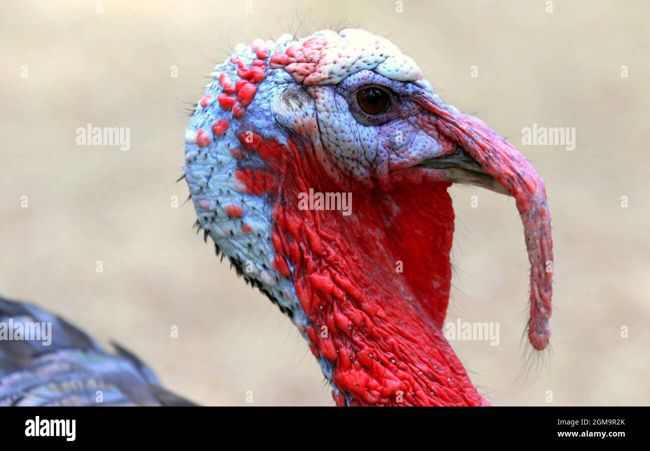 Selective focus shot of a wild turkey's head Stock Photo - Alamy