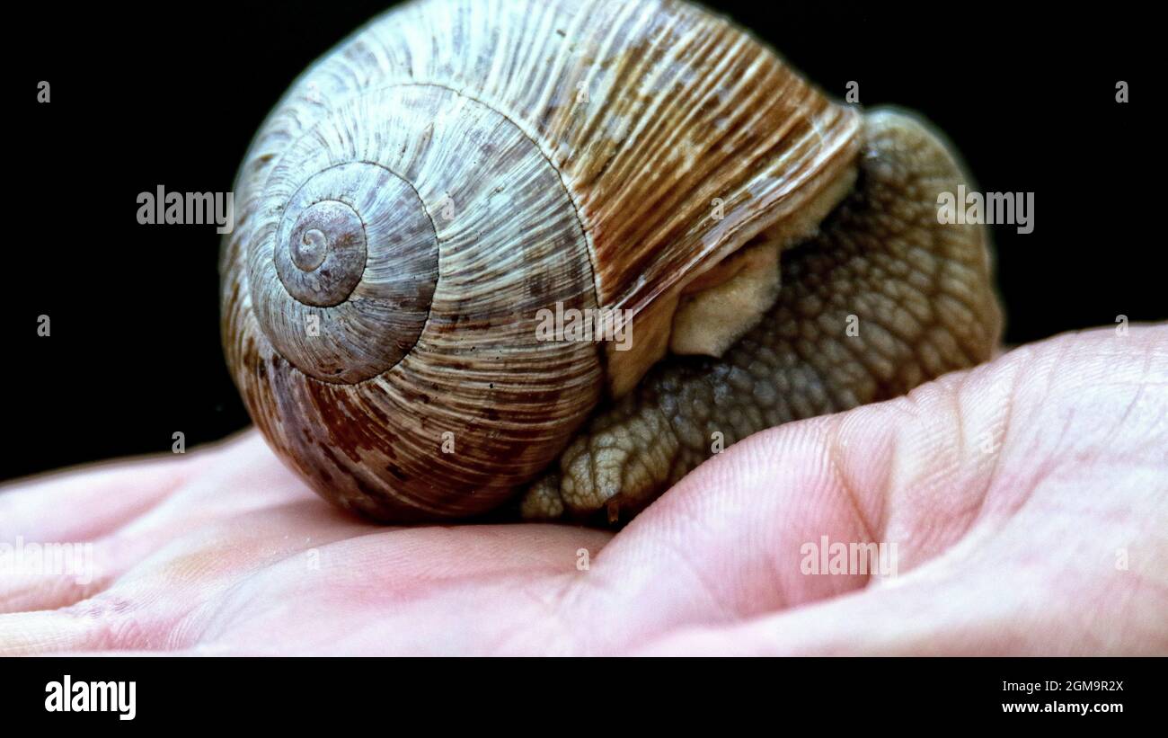 Closeup shot of a snail on a human's hand Stock Photo - Alamy