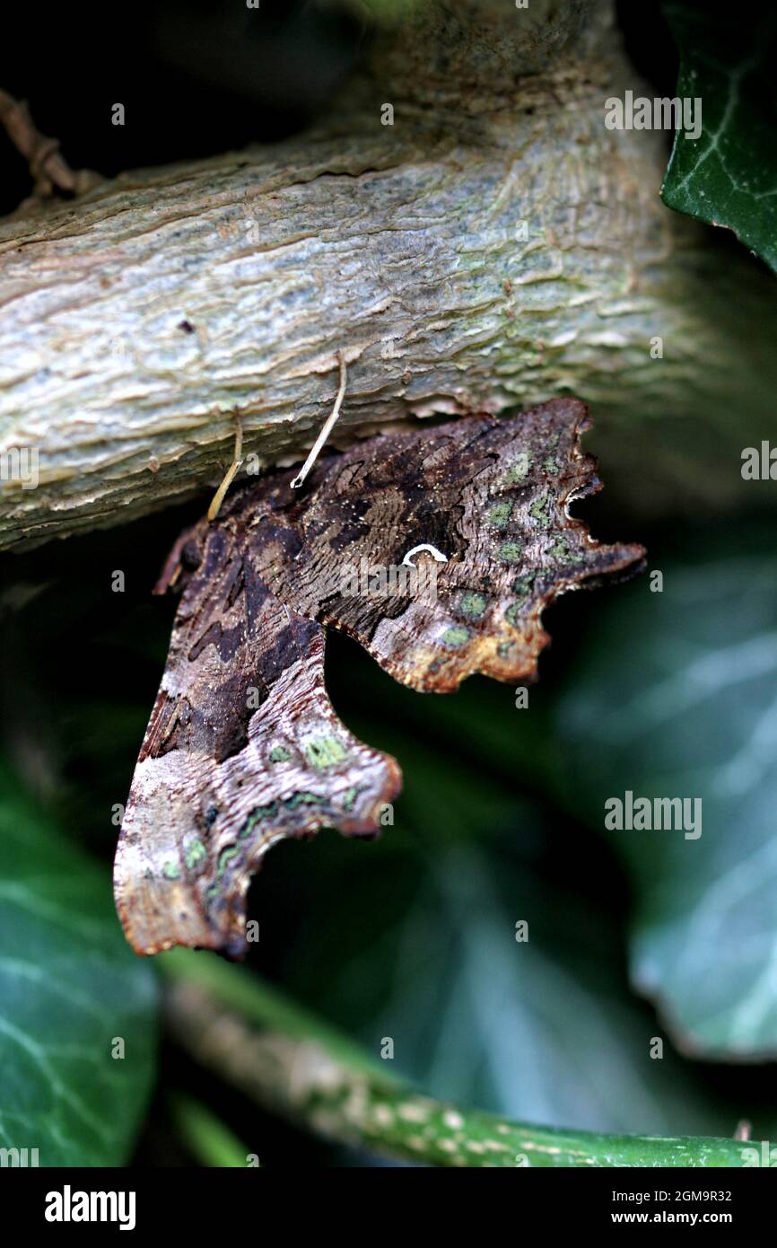 Plusiinae hi-res stock photography and images - Alamy