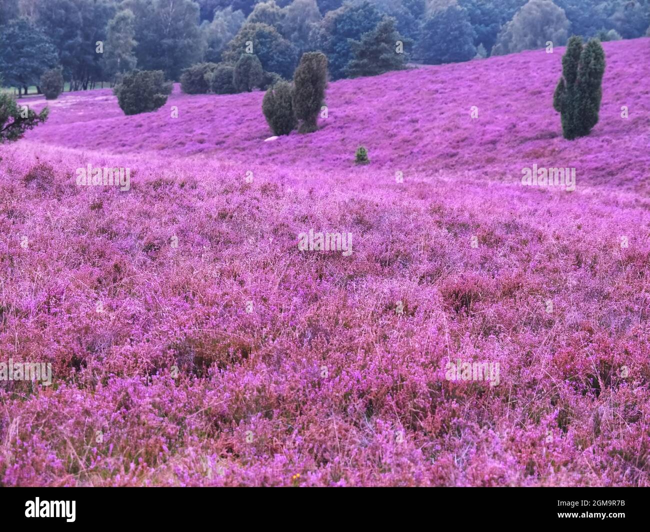 Colorful pink blooming heather landscape Stock Photo - Alamy