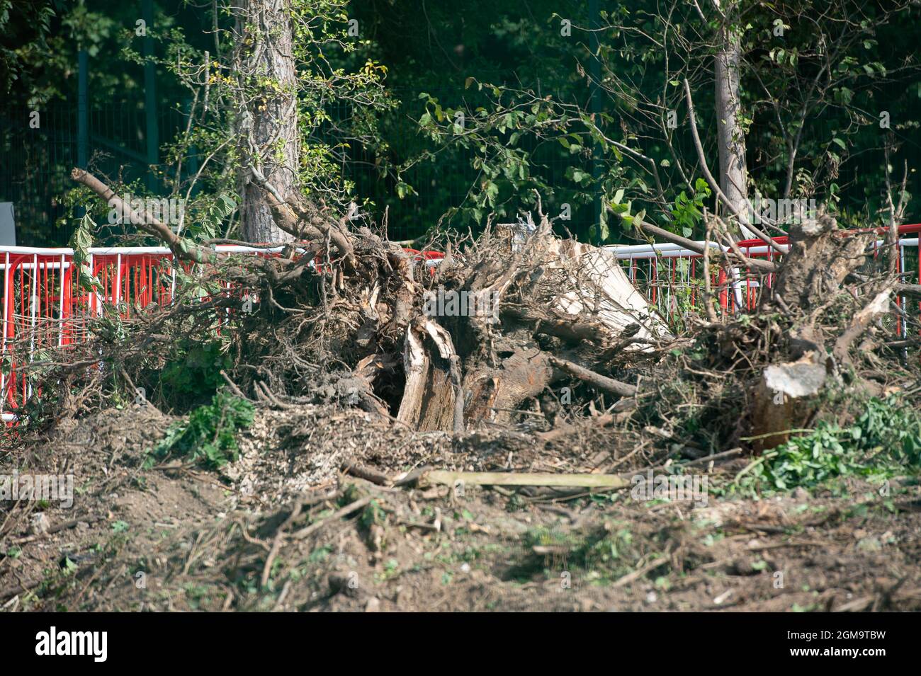 2 trees roots hi-res stock photography and images - Alamy