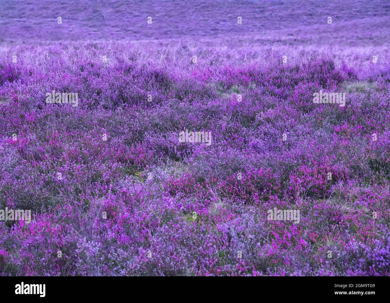 Colorful pink blooming heather landscape Stock Photo - Alamy
