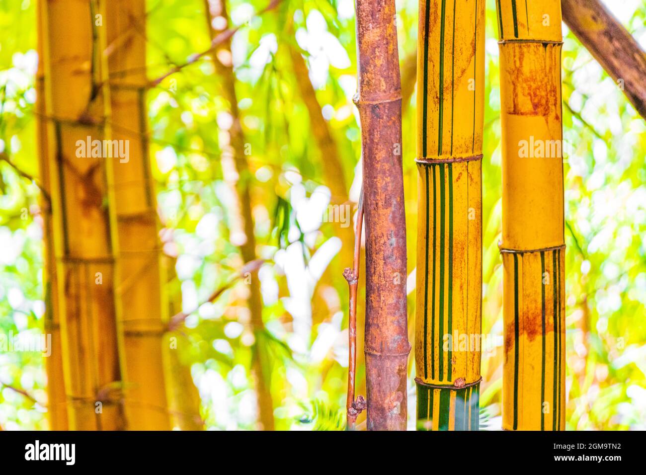 Green yellow bamboo trees in tropical forest of San José Province Costa ...
