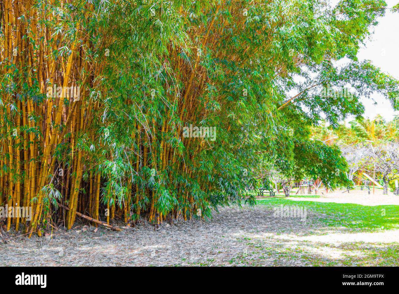 Green yellow bamboo trees in tropical forest of San José Province Costa ...