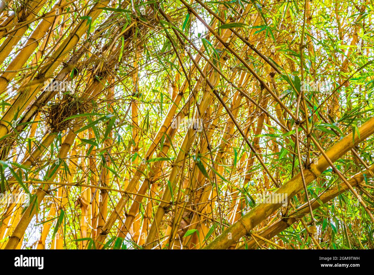 Green yellow bamboo trees in tropical forest of San José Province Costa ...