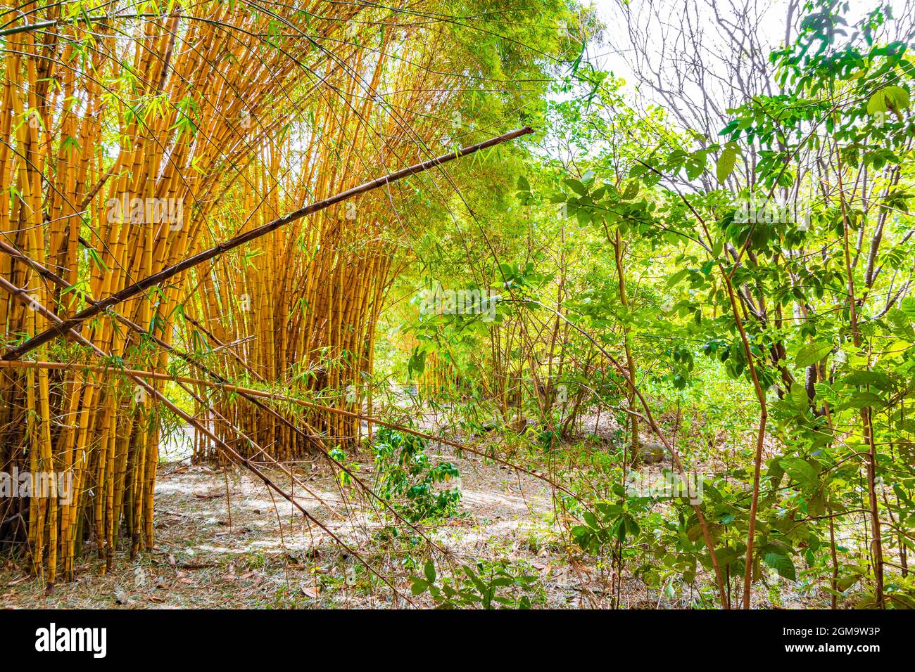 Green yellow bamboo trees in tropical forest of San José Province Costa ...
