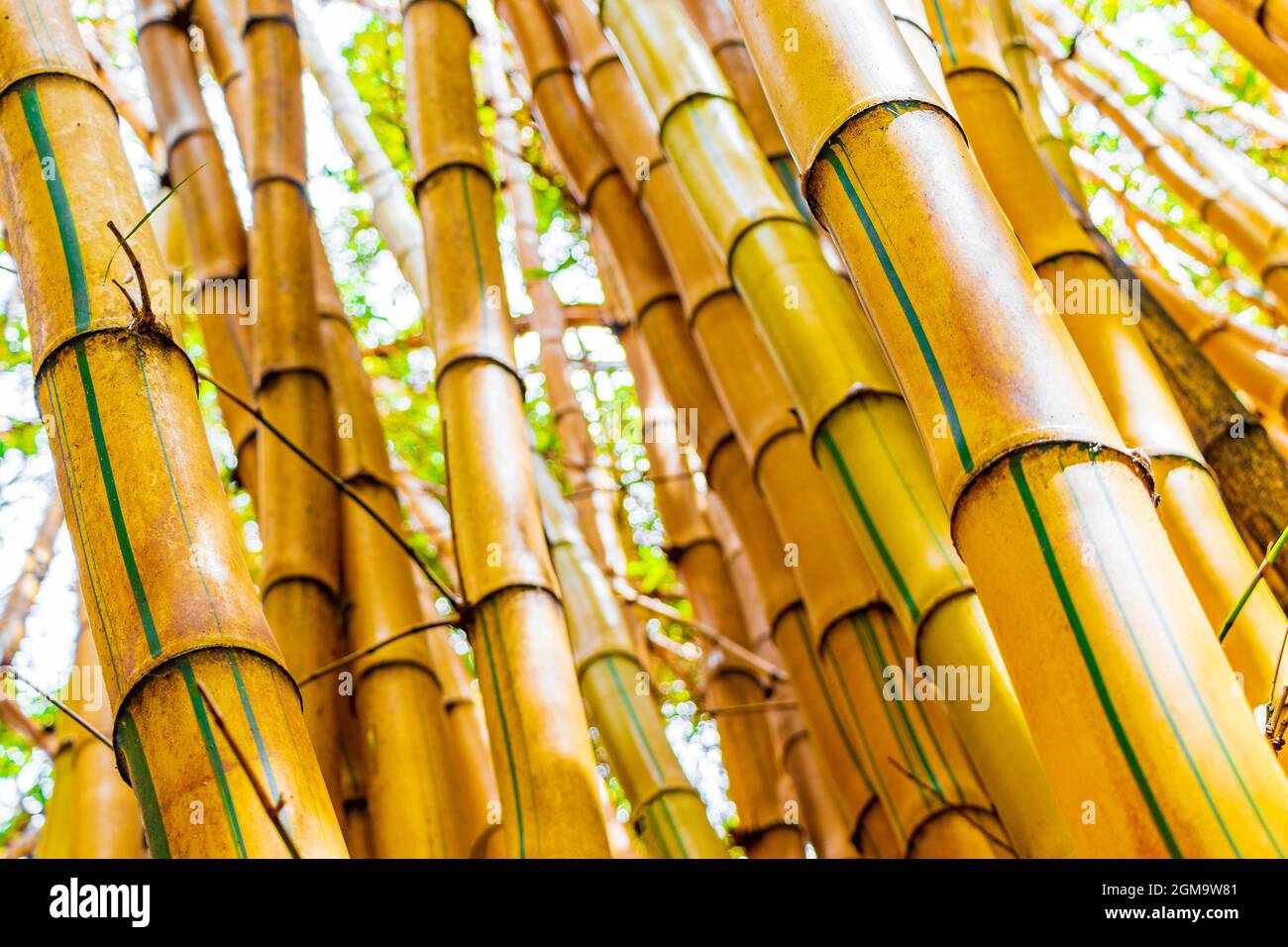 Green yellow bamboo trees in tropical forest of San José Province Costa ...