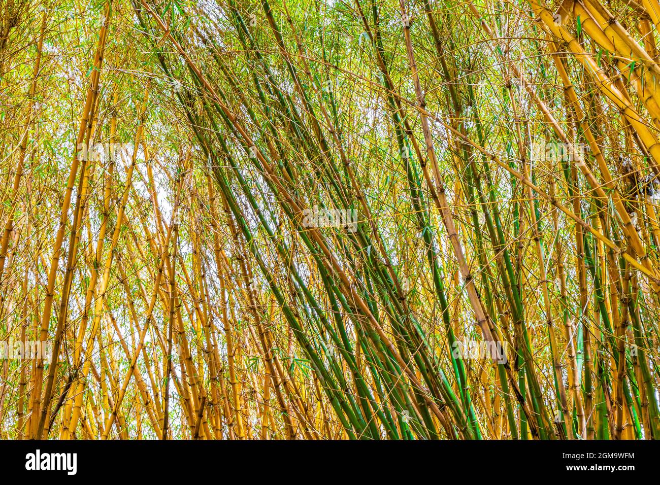 Green yellow bamboo trees in tropical forest of San José Province Costa ...