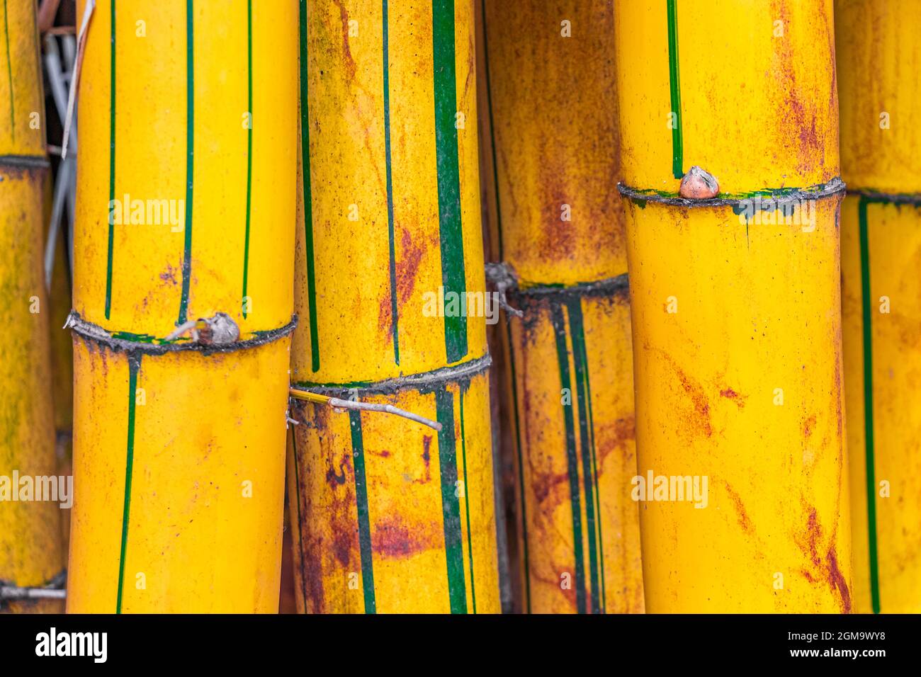 Green yellow bamboo trees in tropical forest of San José Province Costa ...