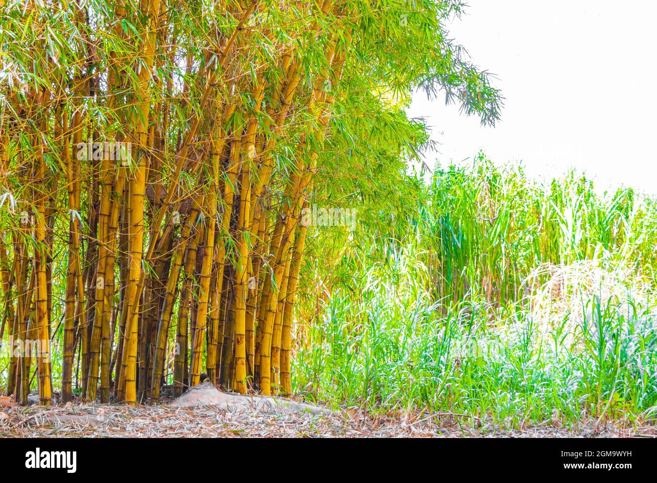 Green yellow bamboo trees in tropical forest of San José Province Costa ...