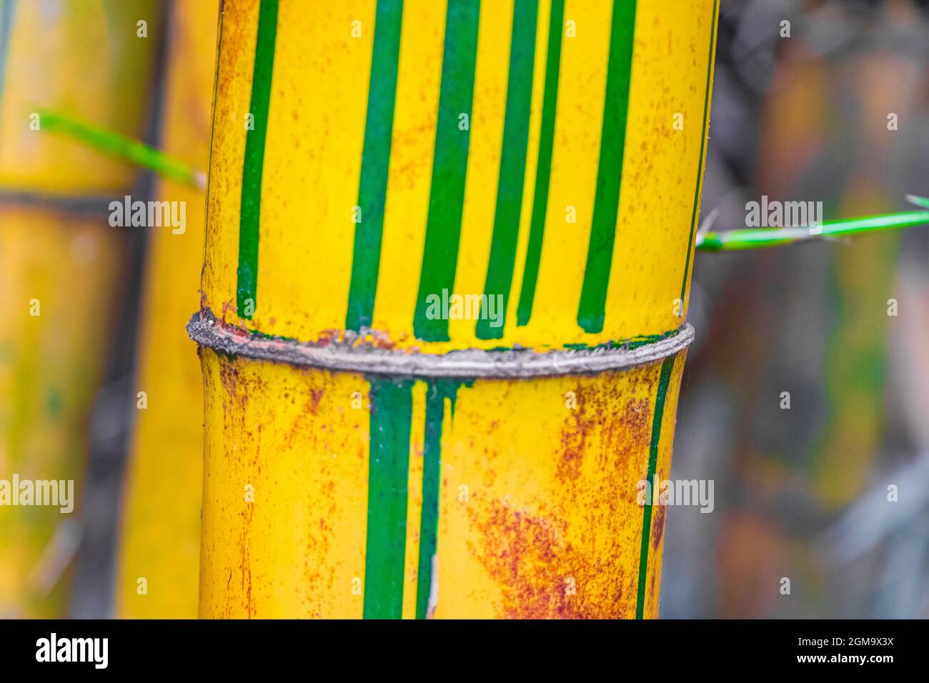 Green yellow bamboo trees in tropical forest of San José Province Costa ...