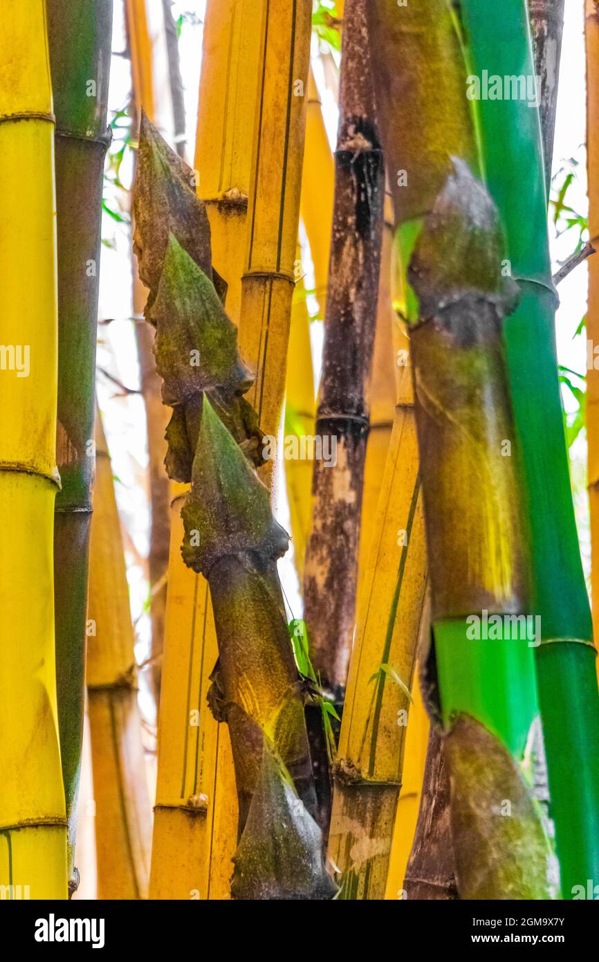 Green yellow bamboo trees in tropical forest of San José Province Costa ...