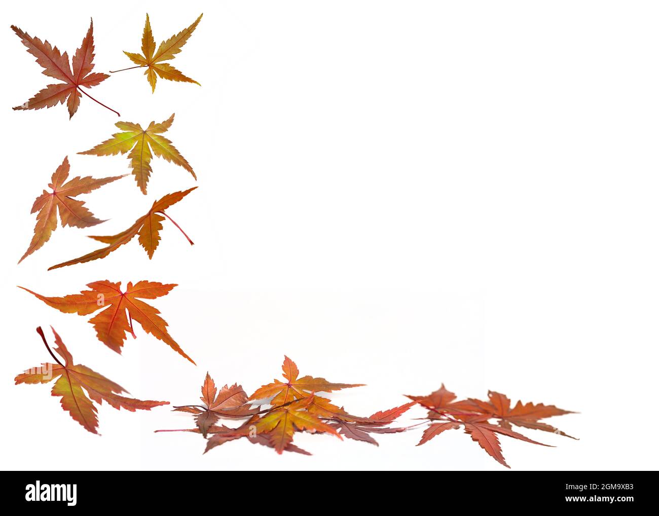 Fallen leaves fall foliage Cut Out Stock Images & Pictures - Alamy