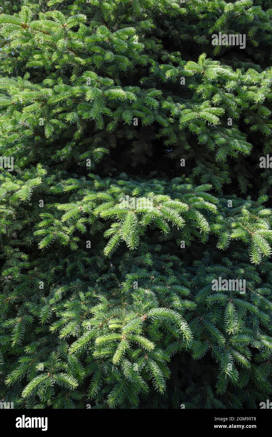 Texture of green spruce branches, vertical frame Stock Photo - Alamy
