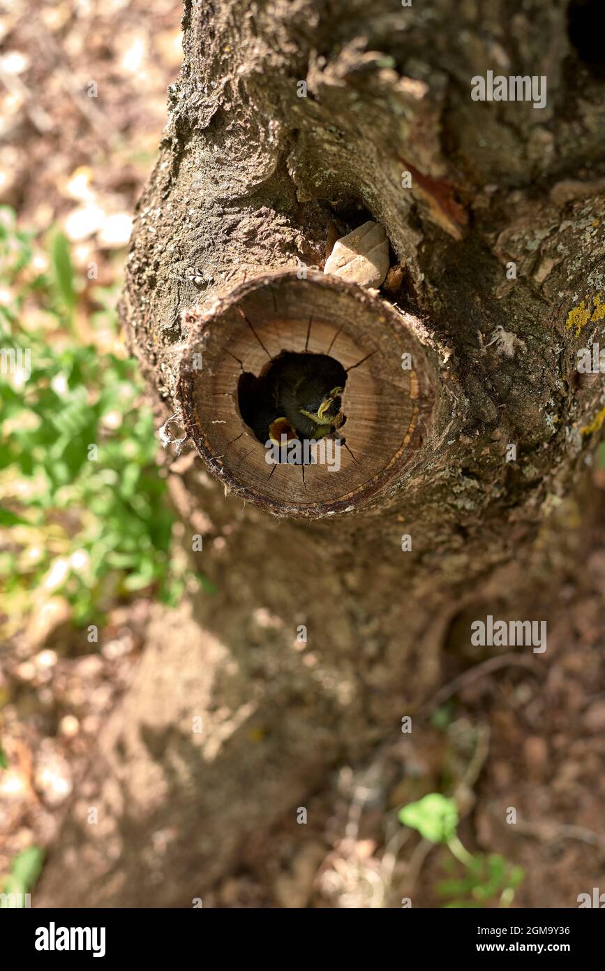 Two small birds in a nest inside a tree. Wood, close-up, detail and ...