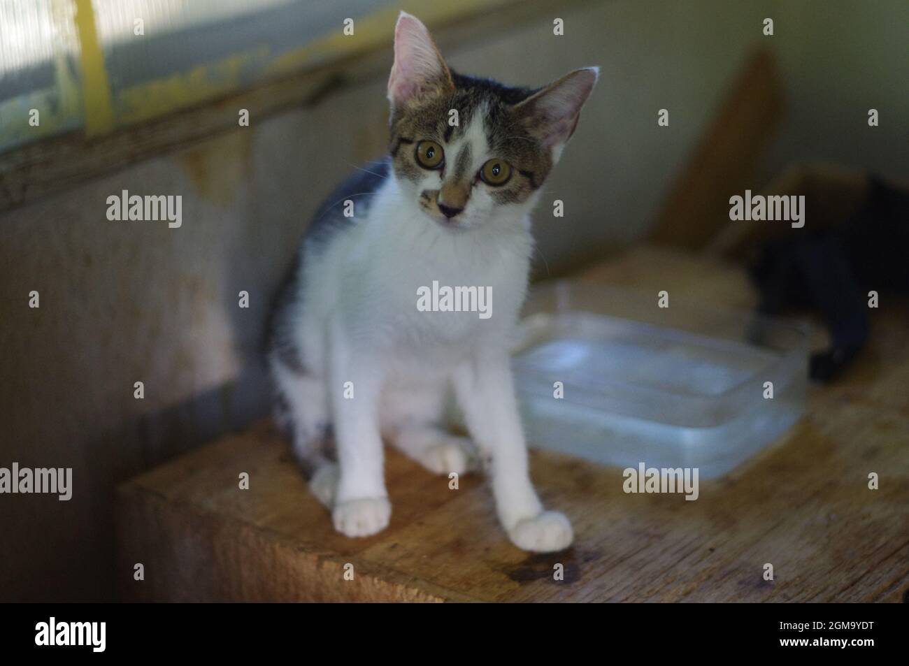 Cat hoarding hi-res stock photography and images - Alamy
