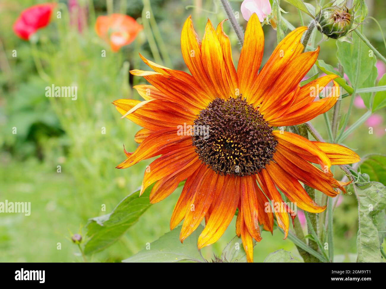 Helianthus annuus earthwalker hi-res stock photography and images - Alamy