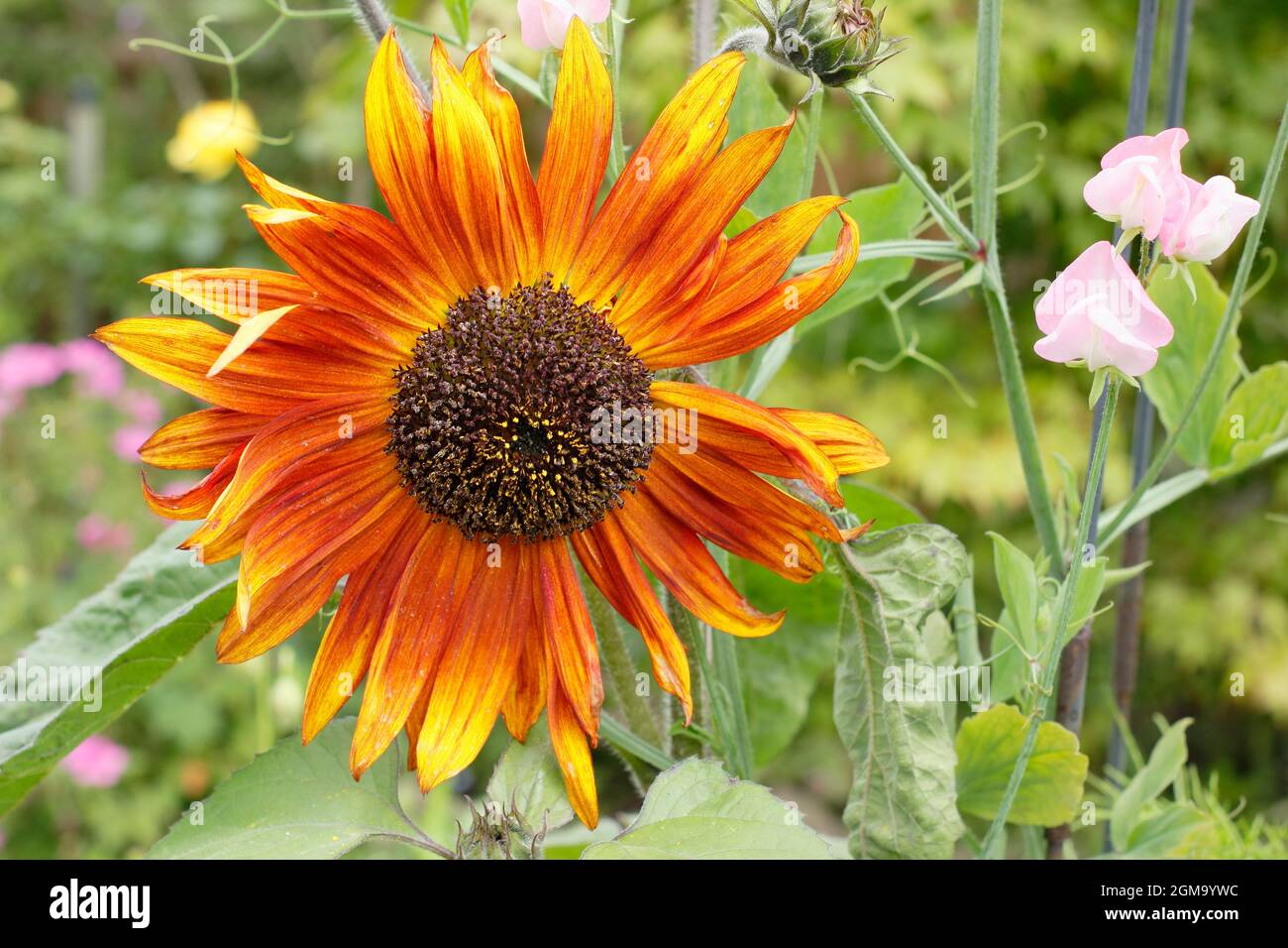 Helianthus earthwalker hi-res stock photography and images - Alamy