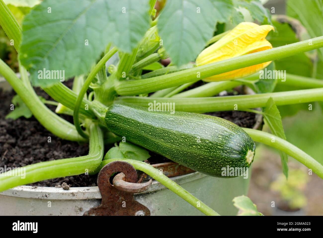Courgette plant growing in a container. Pot grown Cucurbita pepo ...