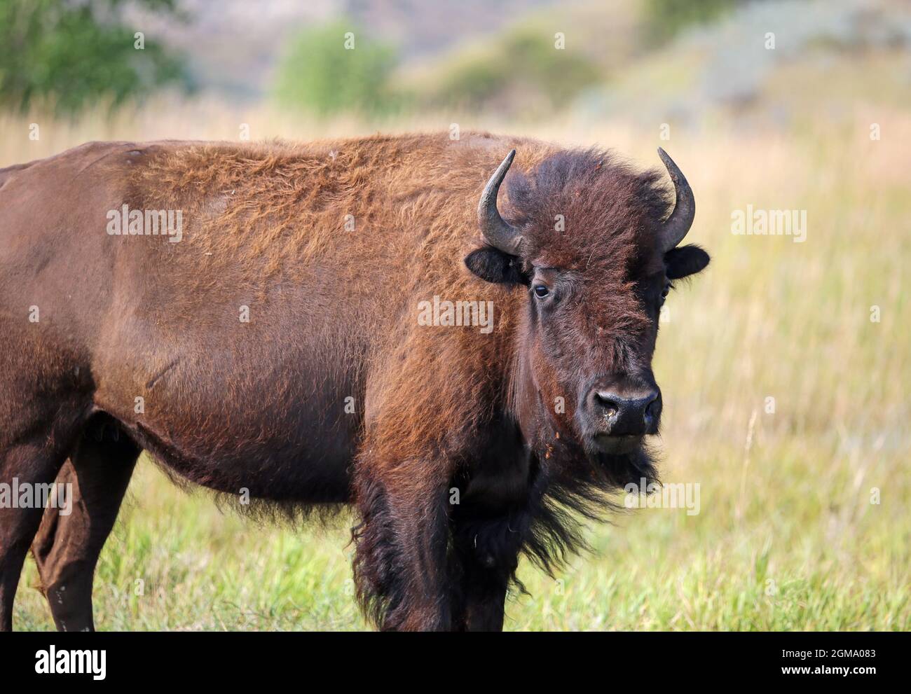 Buffalo female hi-res stock photography and images - Alamy
