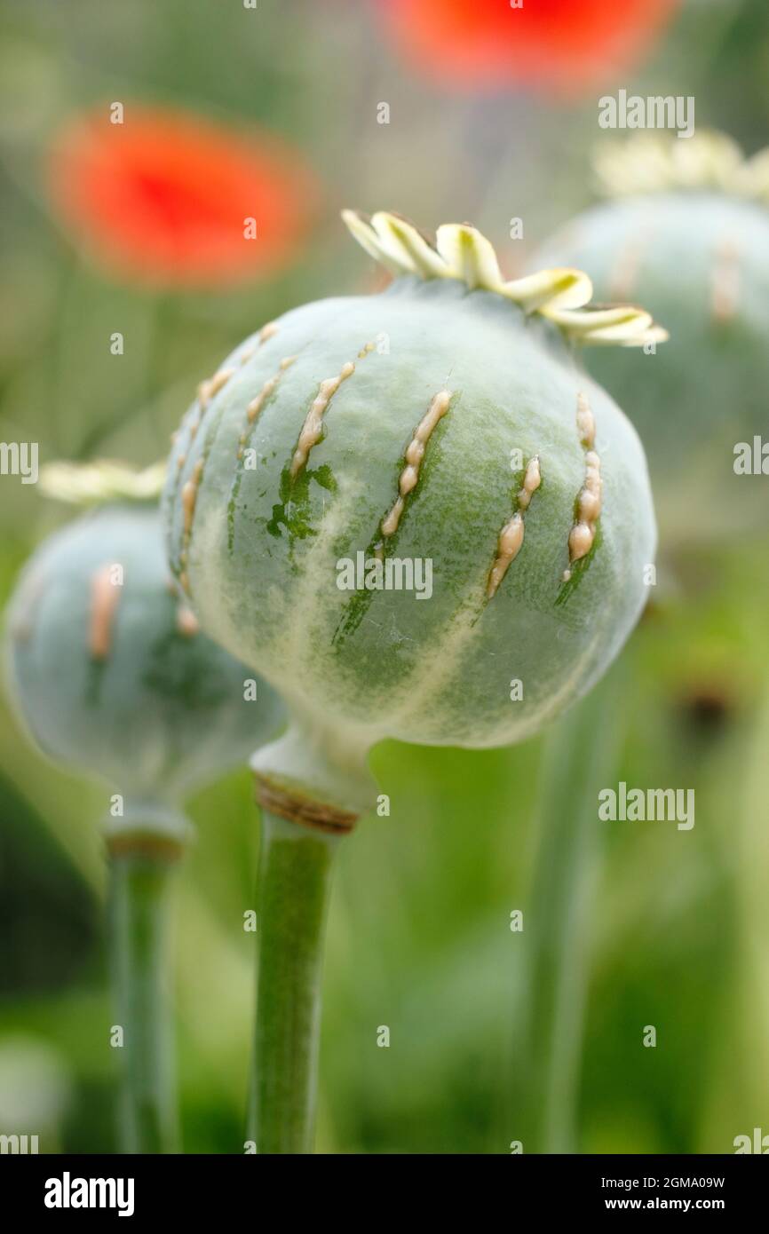 Opium poppy harvest papaver somniferum hi-res stock photography and ...