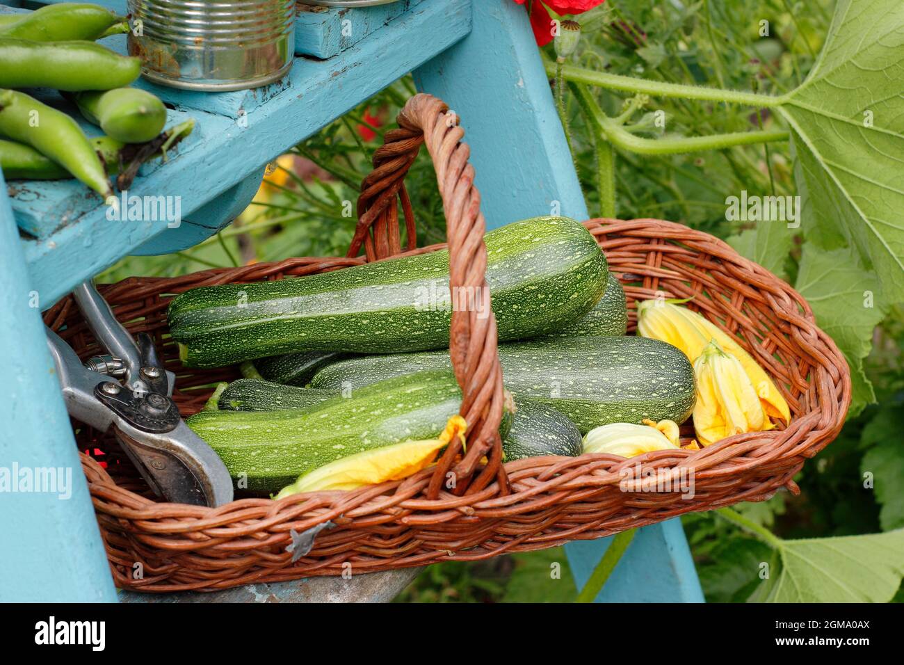 Courgette trug hi-res stock photography and images - Alamy