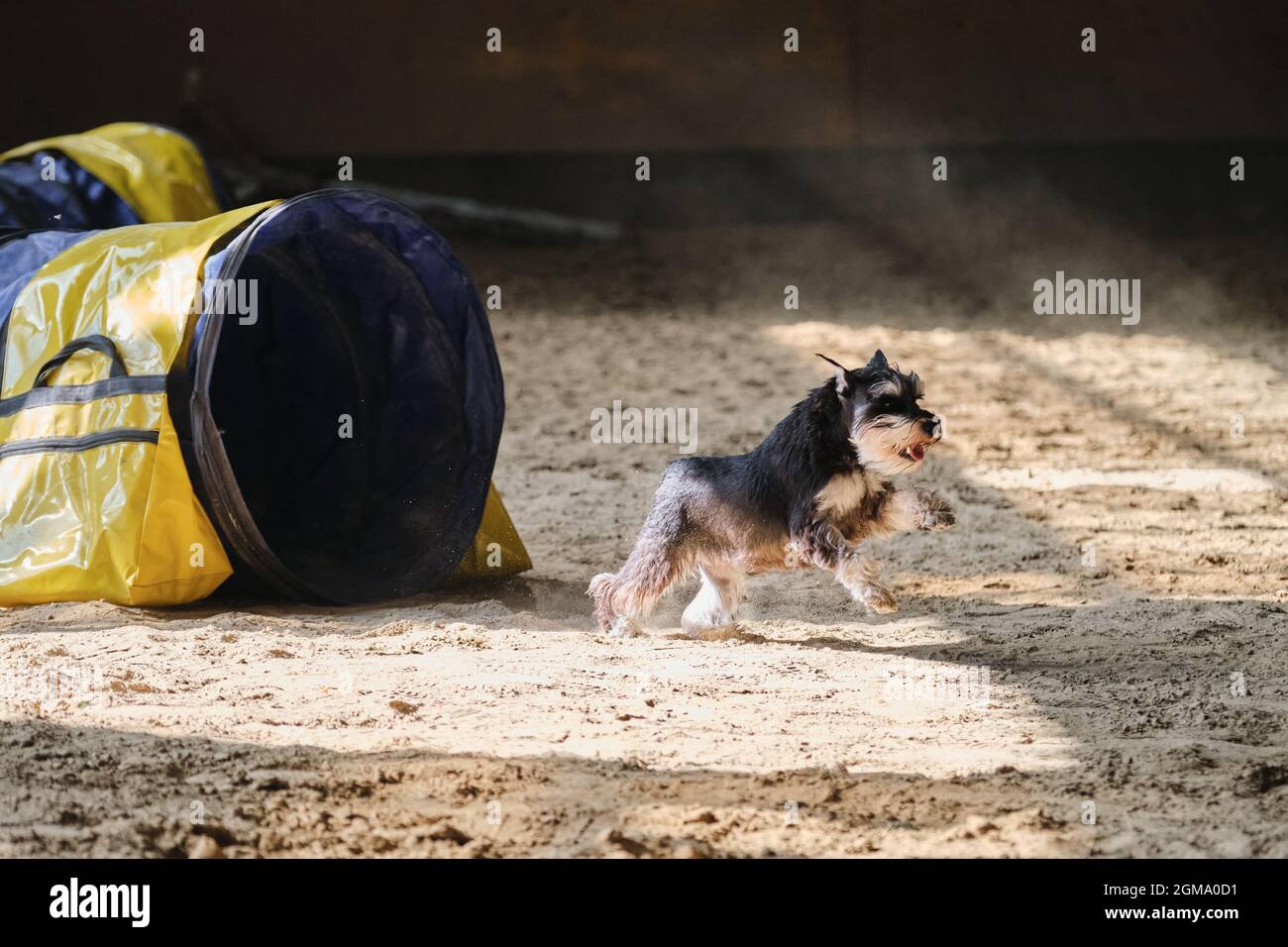Agility competitions. Black and tan Miniature Schnauzer dog runs out of ...