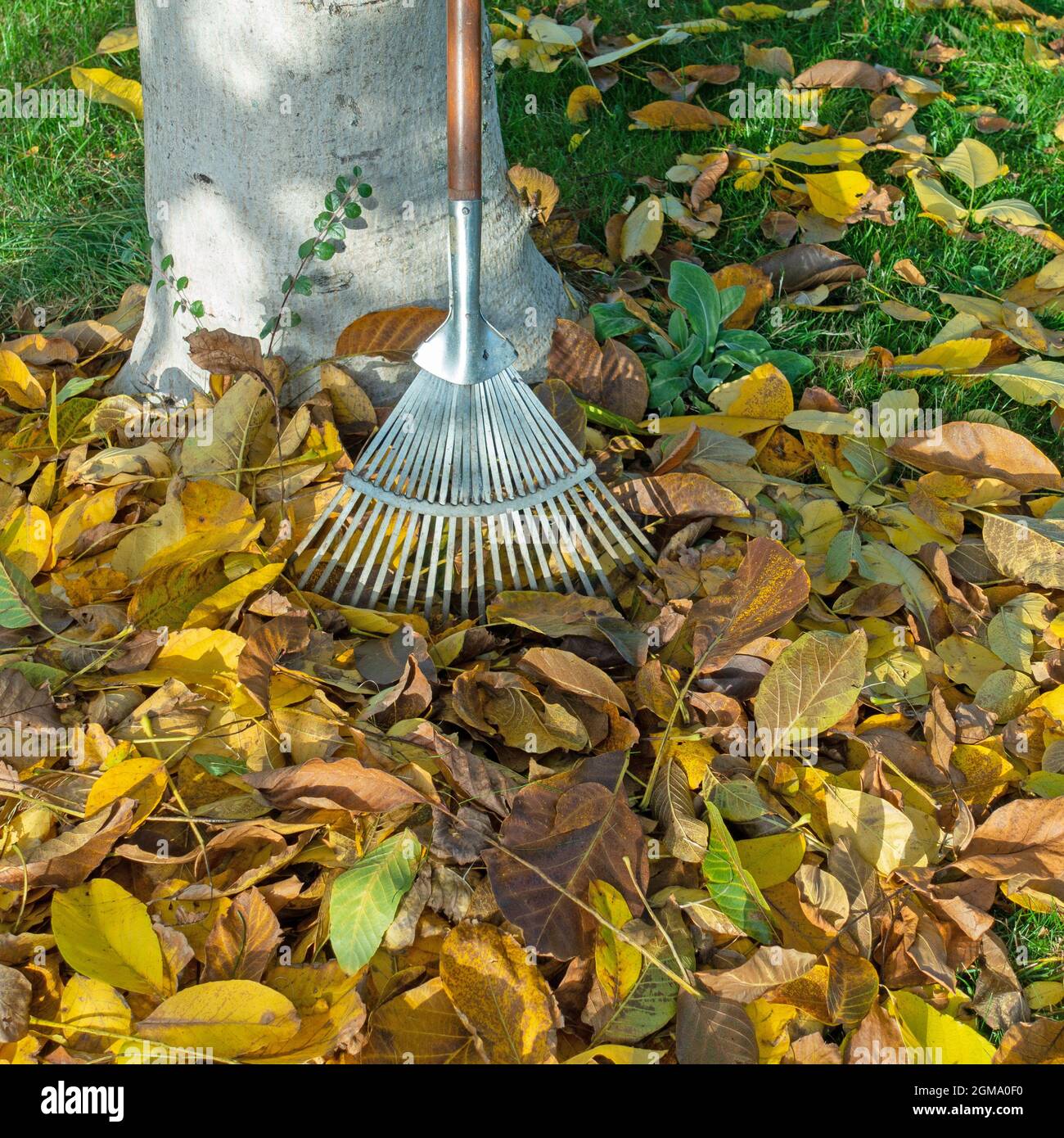 Colorful autumn leaves with rake Stock Photo - Alamy