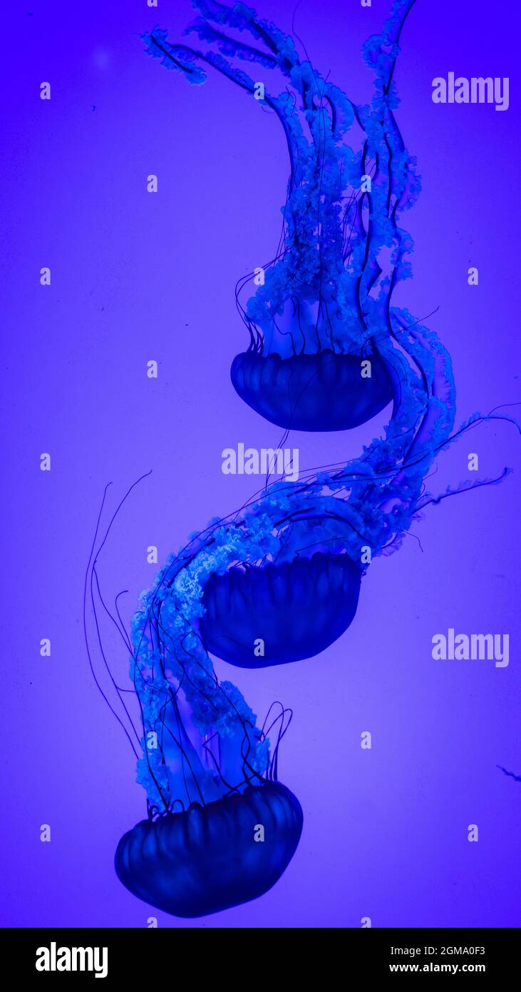 Mesmerizing picture hi-res stock photography and images - Alamy