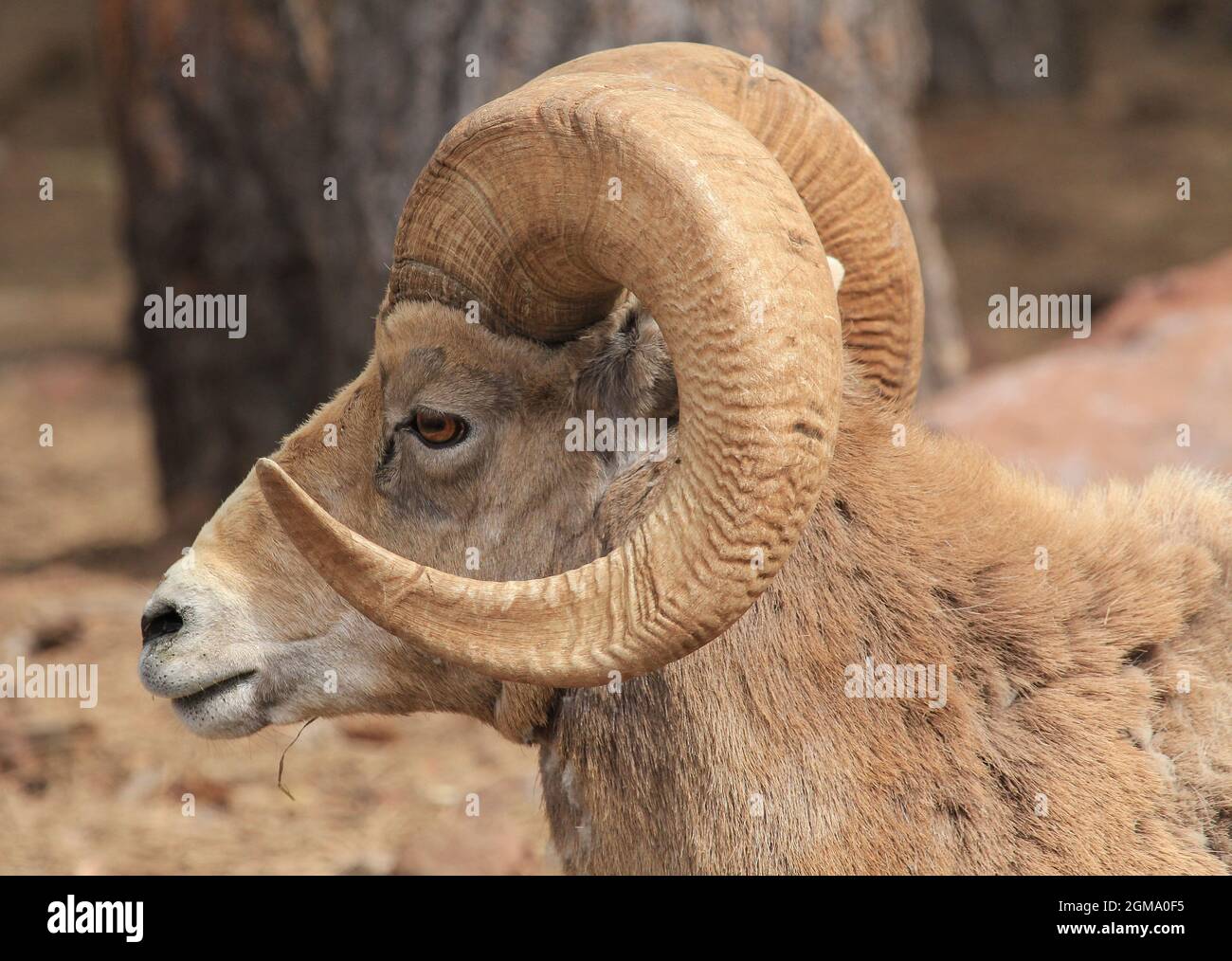 Profile sheep face hi-res stock photography and images - Alamy