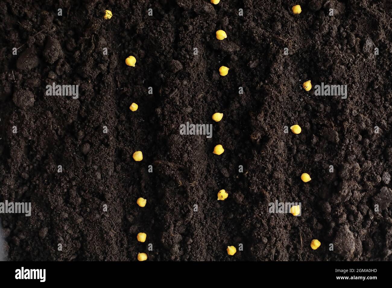 Seeds in the ground. Seed preparation for planting in the spring ...