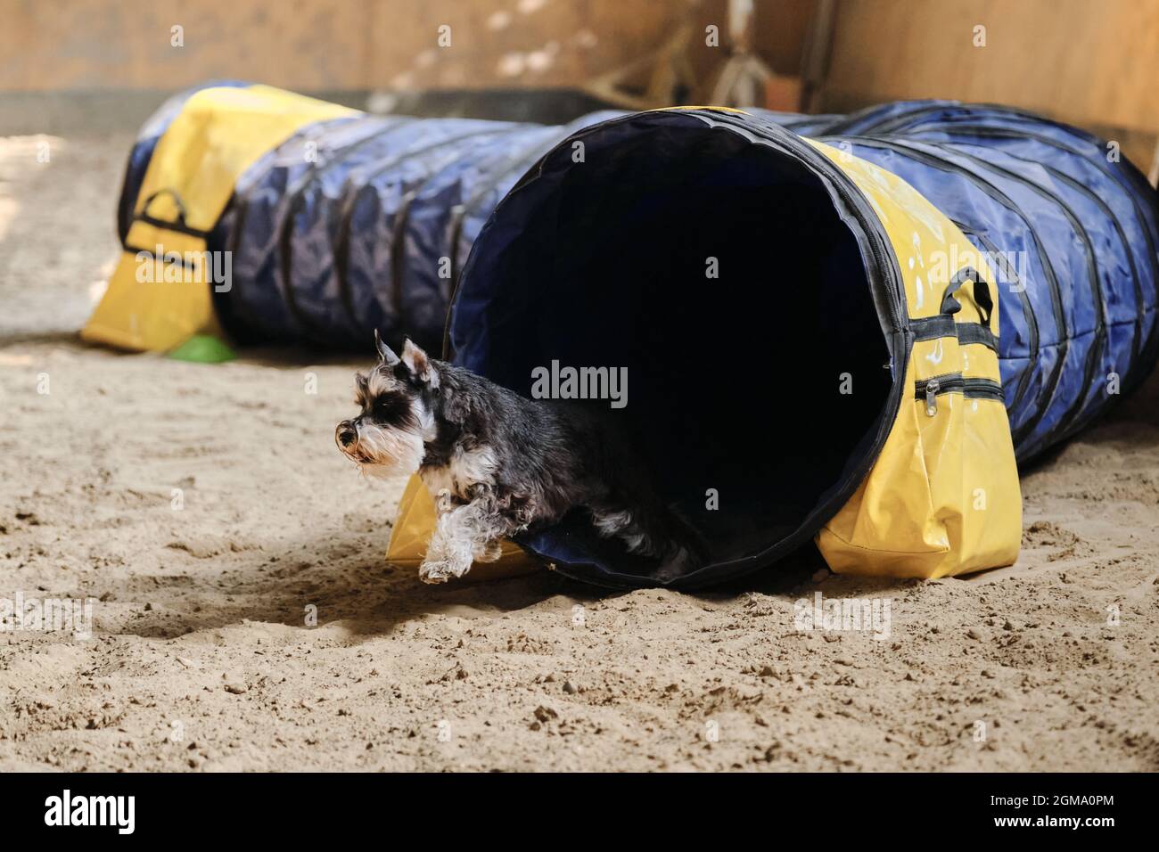 Speed and agility, sports with dog. Agility competitions. Black and tan ...