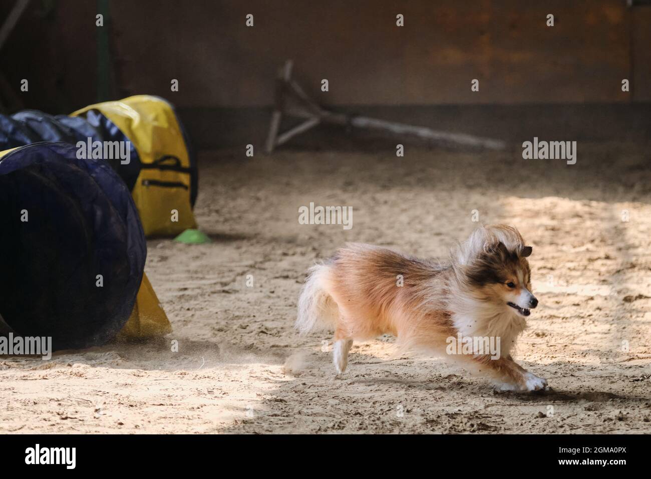 Speed and agility, sports. Shetland Shepherd Dog. Agility competitions ...