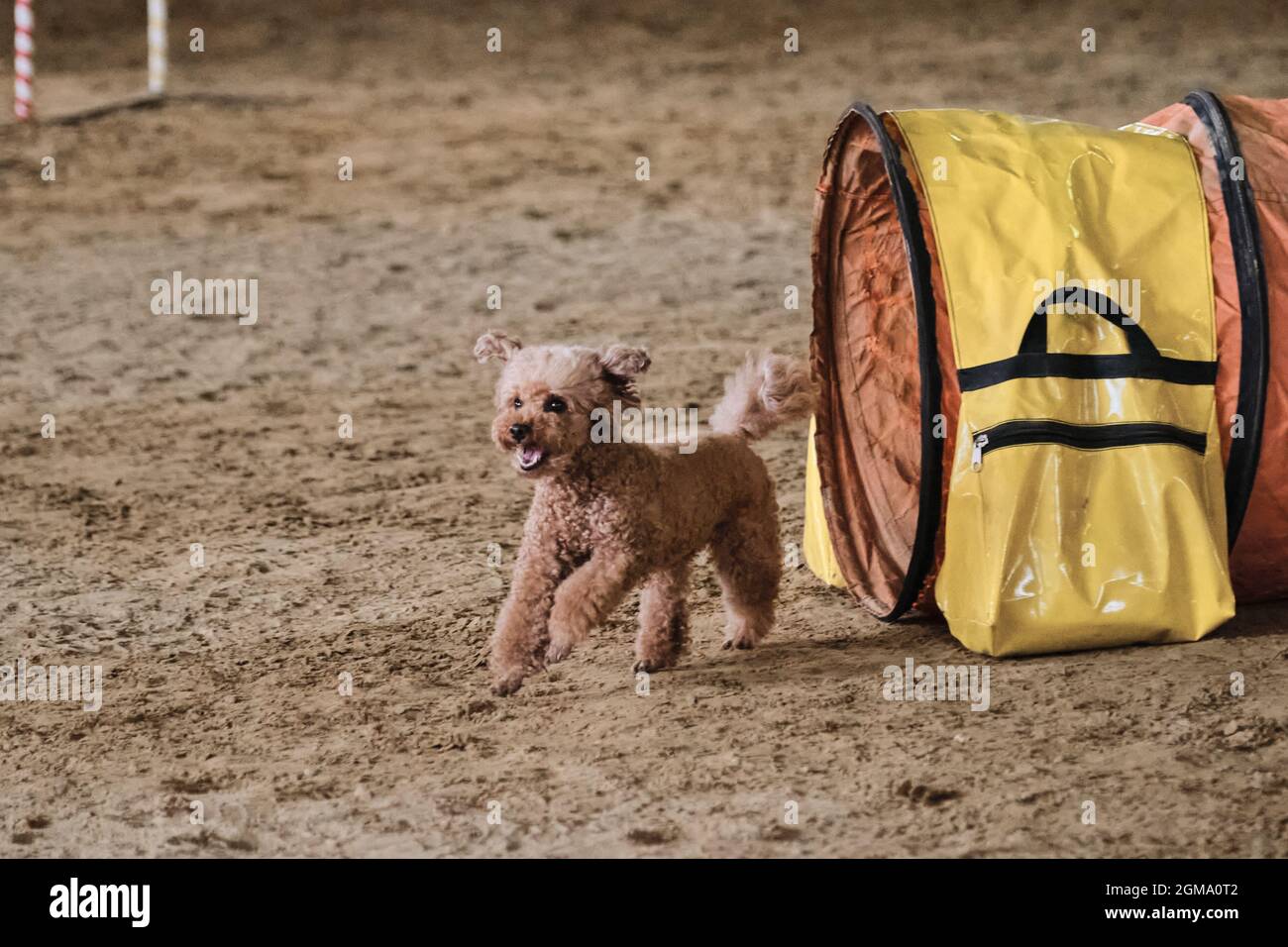 Agility competitions. Dog of breed toy poodle of red color runs out of ...