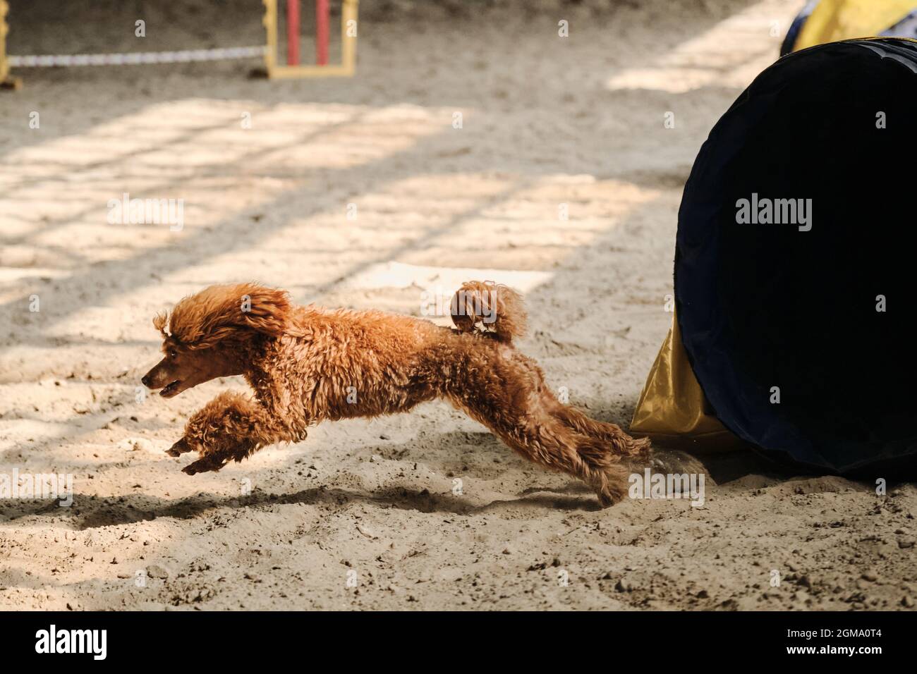 Agility competitions. Dog of breed toy poodle of red color runs out of ...