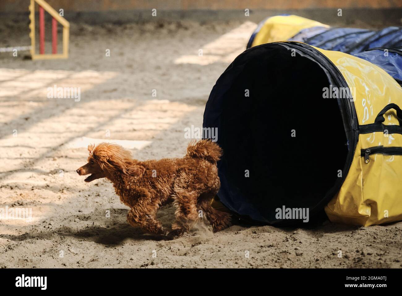 Agility competitions. Dog of breed toy poodle of red color runs out of ...
