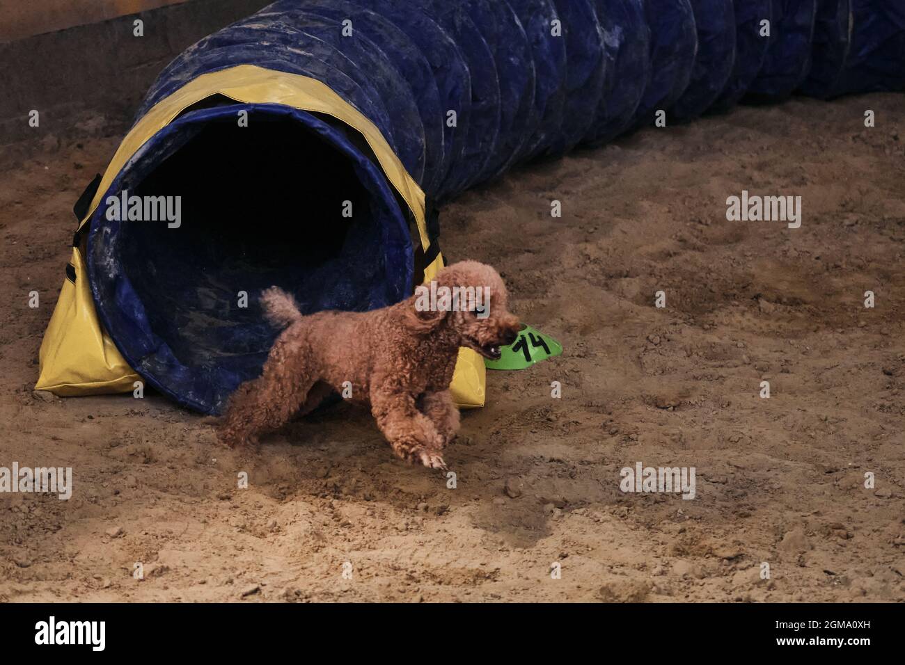 Agility competitions. Dog of breed toy poodle of red color runs out of ...