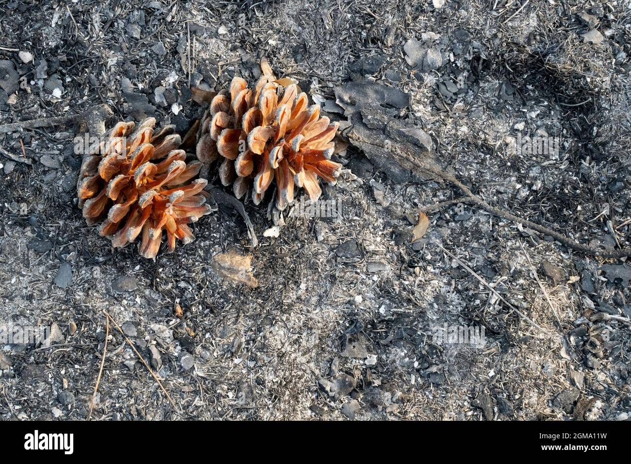 Burnt pine cone on the forest bed after a wildfire in the Judea ...