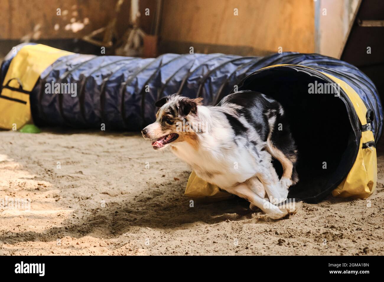 Agility competitions. Dog of Australian Shepherd breed of blue marble ...