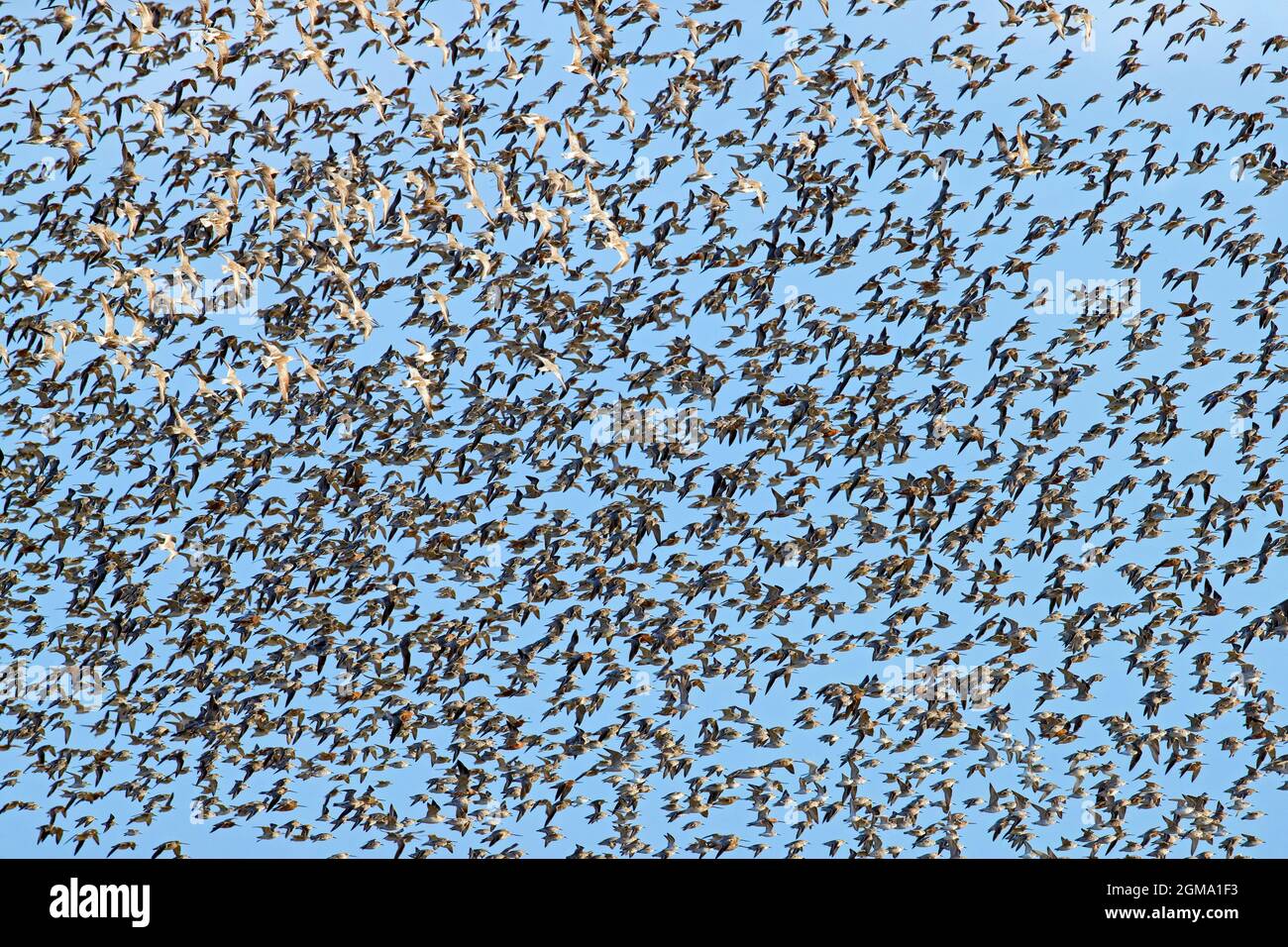 Red knot (Calidris canutus) large flock of red knots in non-breeding ...