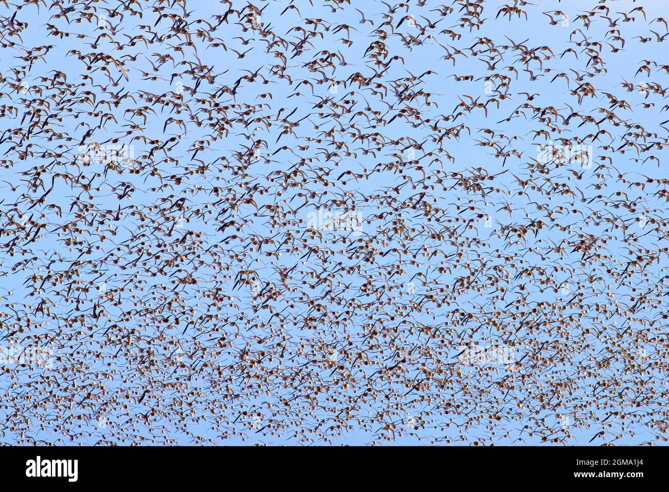Red knots uk hi-res stock photography and images - Alamy
