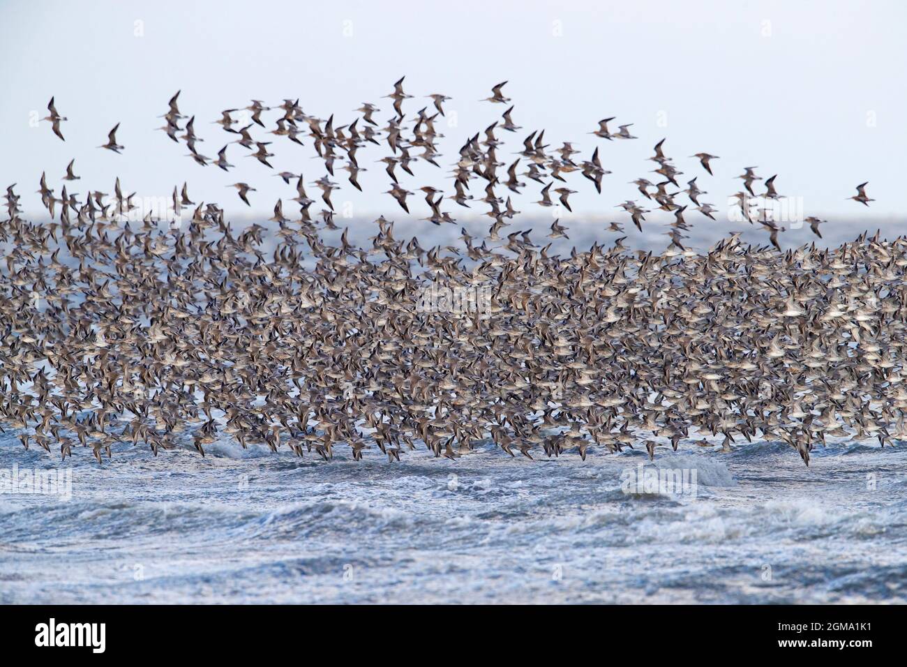 Red knot (Calidris canutus) large flock of red knots in non-breeding ...