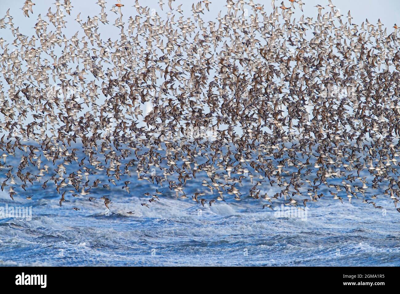 Red knot (Calidris canutus) large flock of red knots in non-breeding ...
