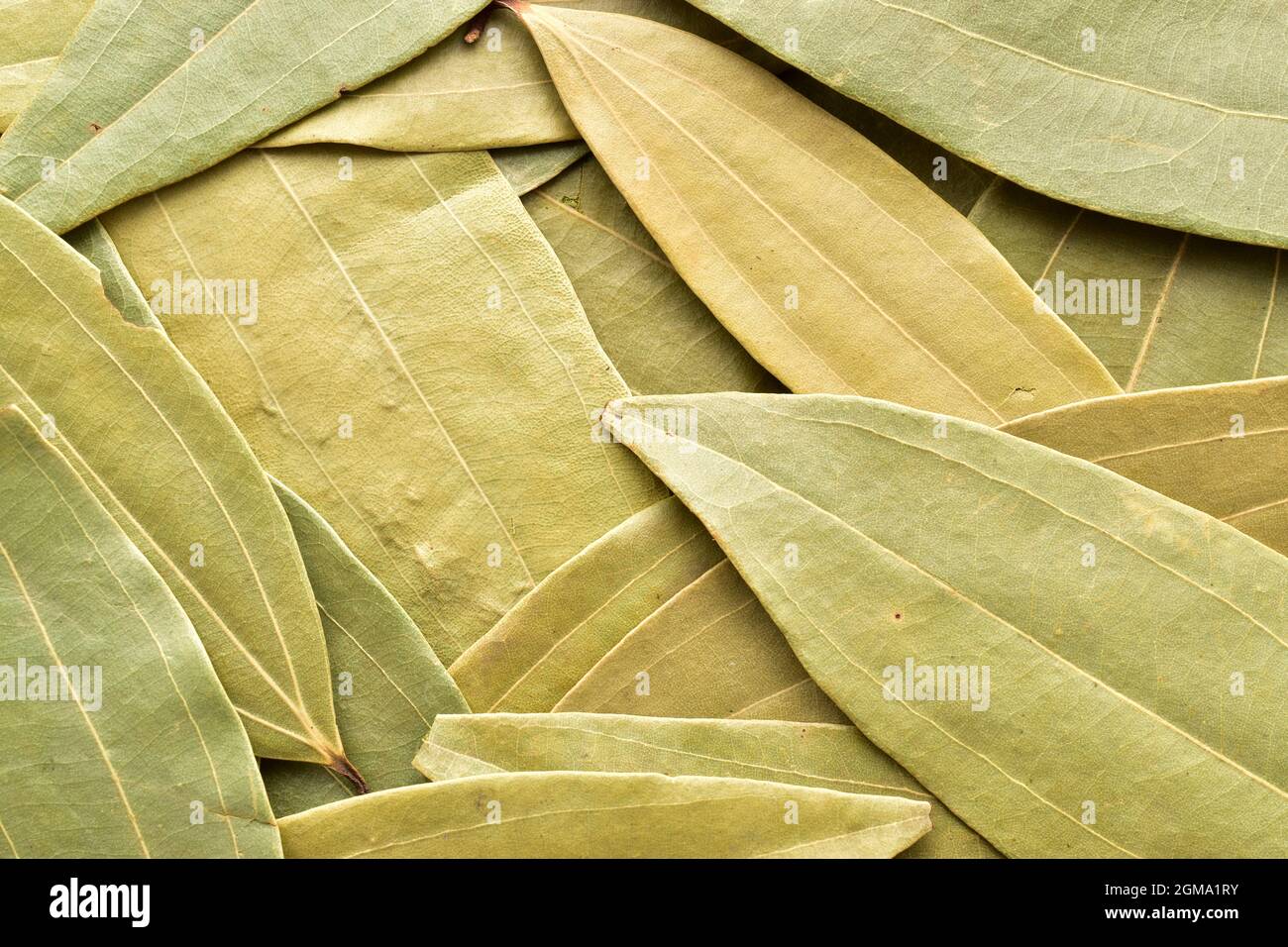 Bay leaves texture hi-res stock photography and images - Alamy